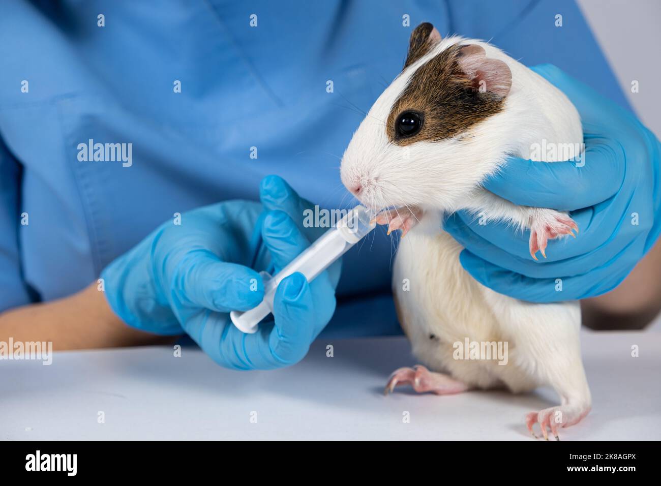 The veterinarian gives the medicine from the syringe to a small guinea ...
