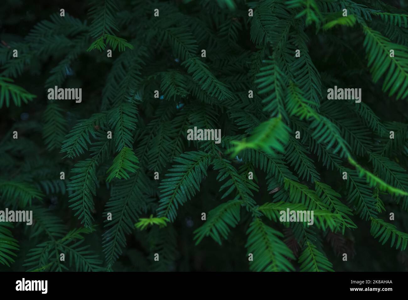Sequoia leaves hi-res stock photography and images - Alamy