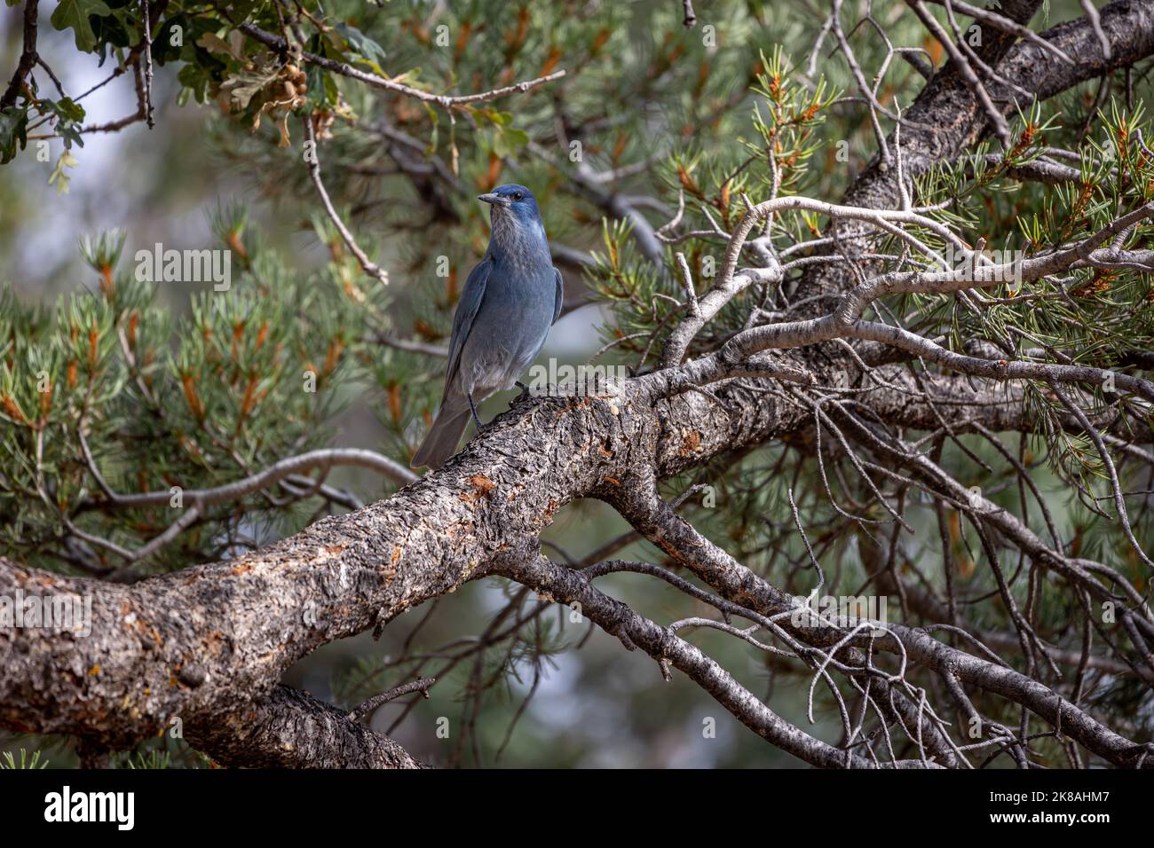 The pinyon jay (Gymnorhinus cyanocephalus) sitting in the tree, it is a ...