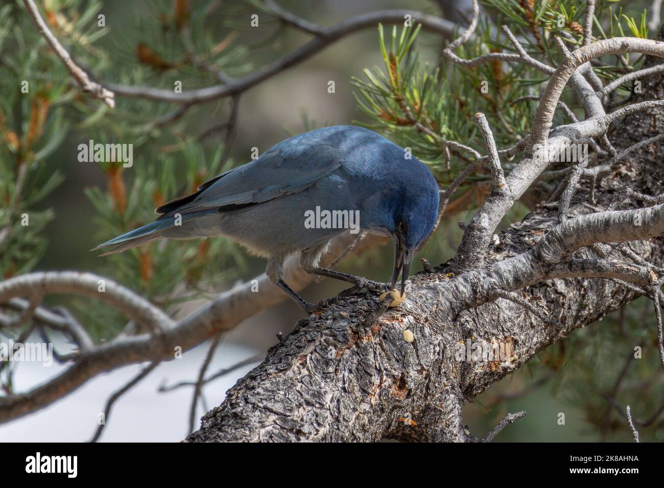 The pinyon jay (Gymnorhinus cyanocephalus) eating food in the tree, it ...