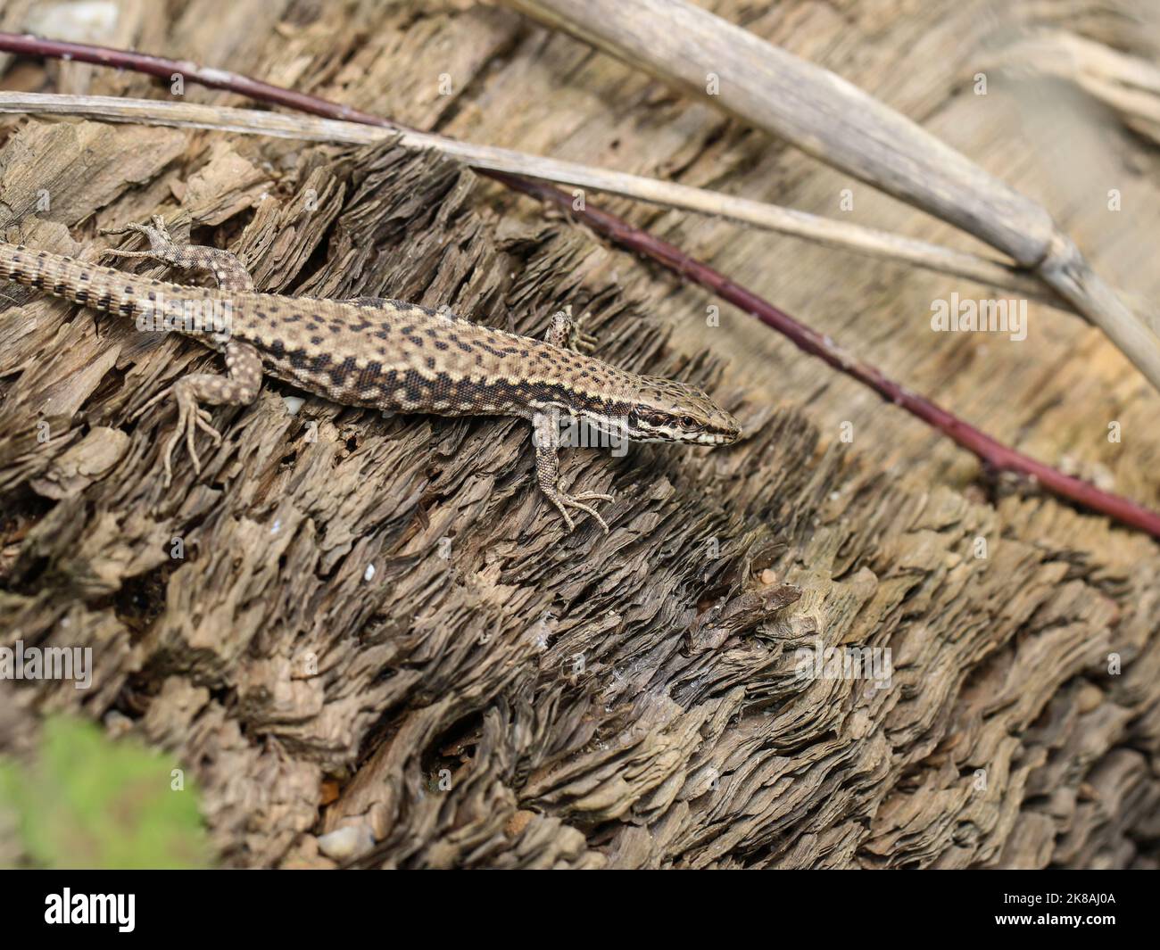 Single common wall lizard (latin name: Podarcis muralis) in western ...