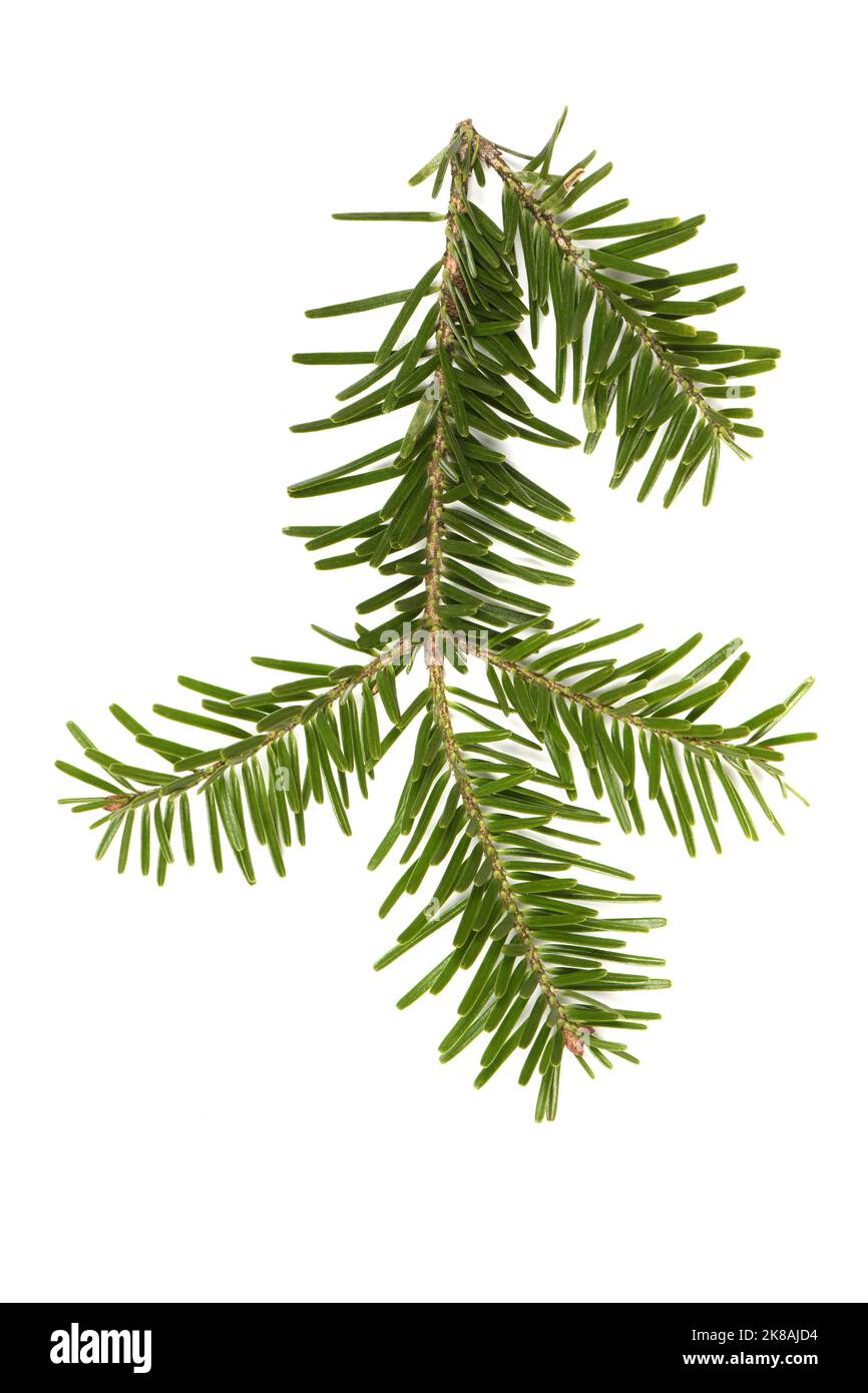 Spruce branch isolated on white background. High resolution photo. Full ...
