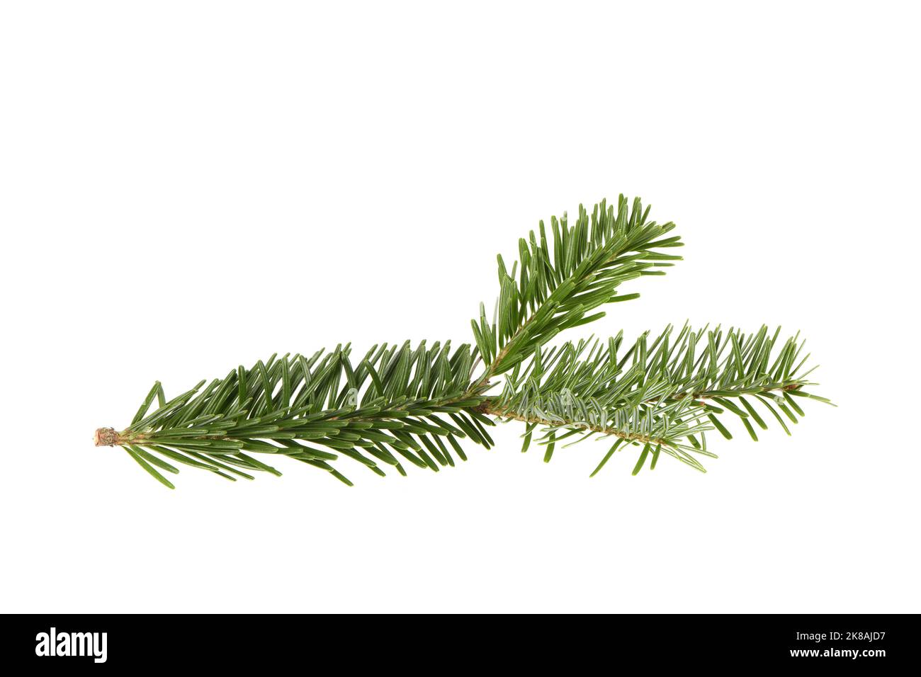 Spruce branch isolated on white background. High resolution photo. Full ...