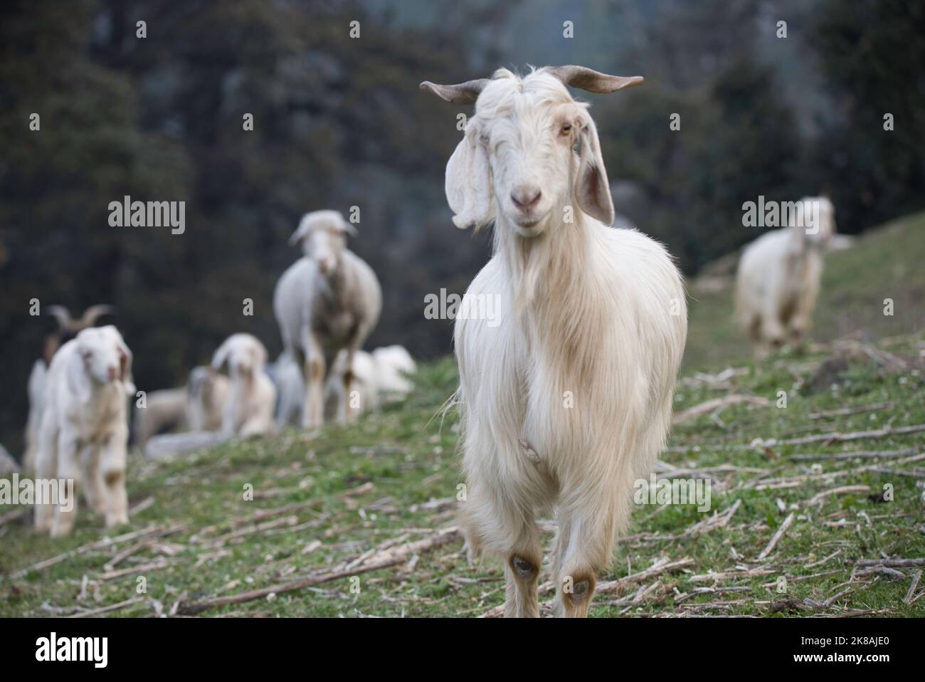 Long haired billy goat hi-res stock photography and images - Alamy