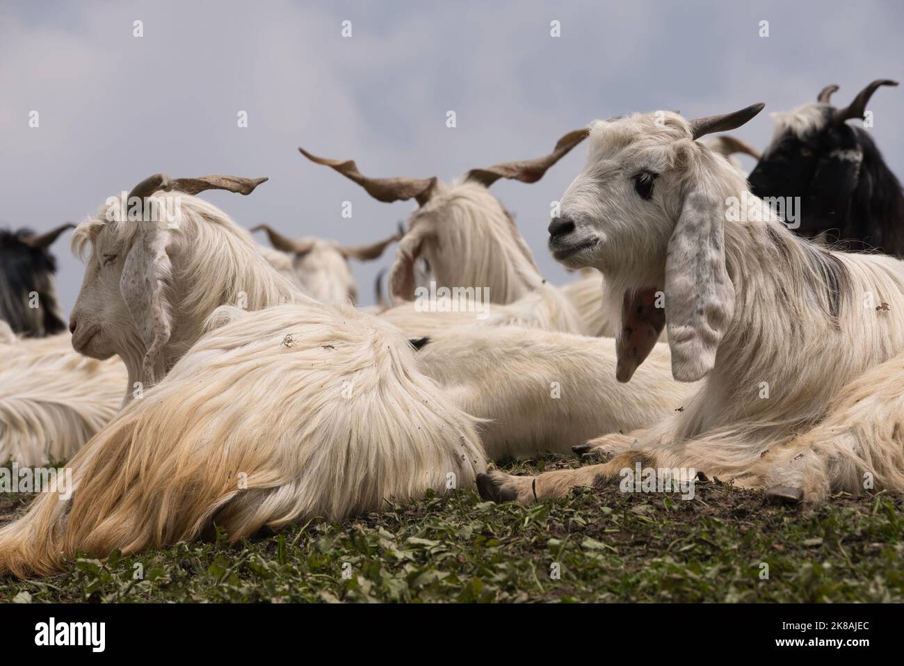 Pashmina Himalayan Mountain Long haired goat herd in upper Kullu Valley, beautiful healthy ...