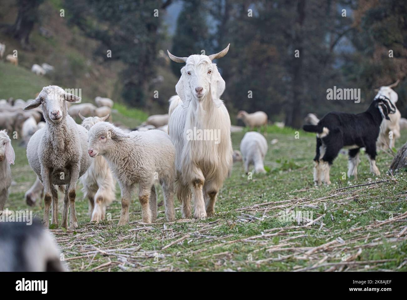 Pashmina Himalayan Mountain Long haired goat herd in upper Kullu Valley, beautiful healthy ...
