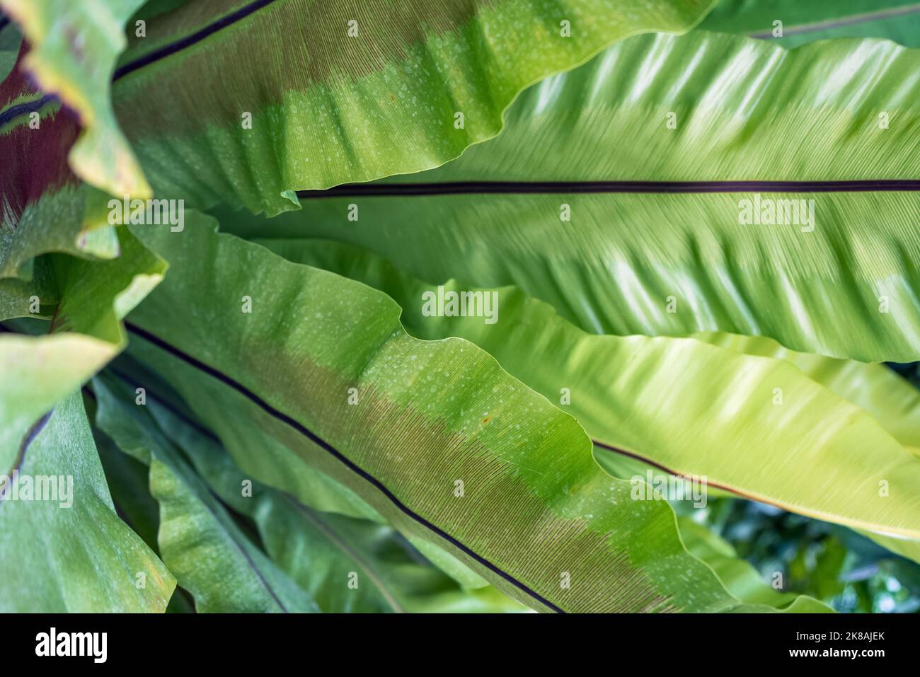 growing colorful asplenium nidus leaves close up view Stock Photo - Alamy
