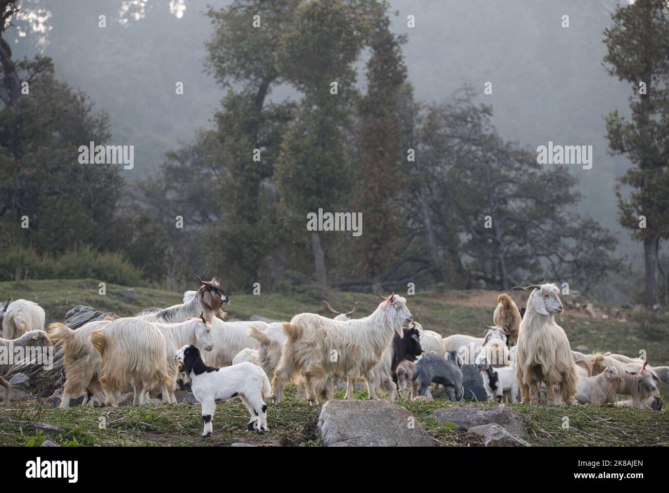 Pashmina Himalayan Mountain Long haired goat herd in upper Kullu Valley ...