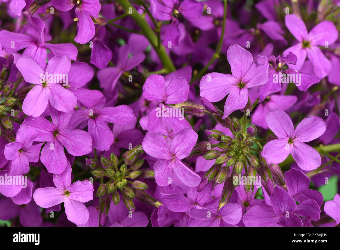 Purple Dame's Rocket flowers, Hesperis matronalis, night violet. High ...