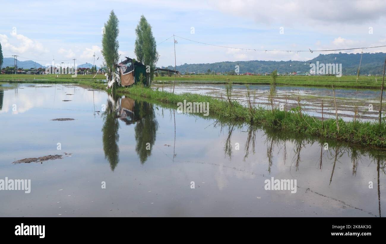 cabin in the middle of the rice fields reflected in the water Stock ...