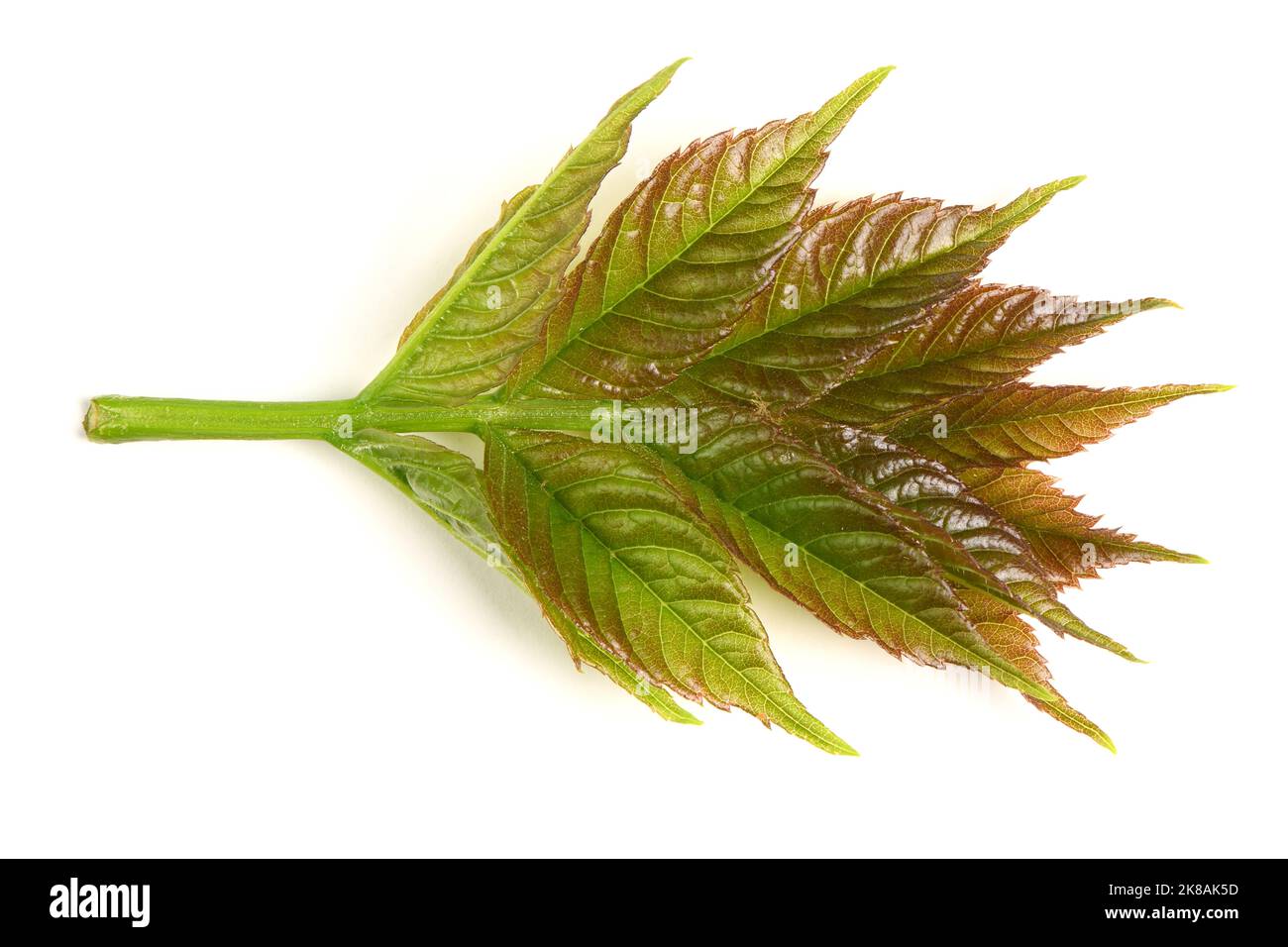 Young ash leaves. Close up of Common Ash Tree Leaves isolated on white ...
