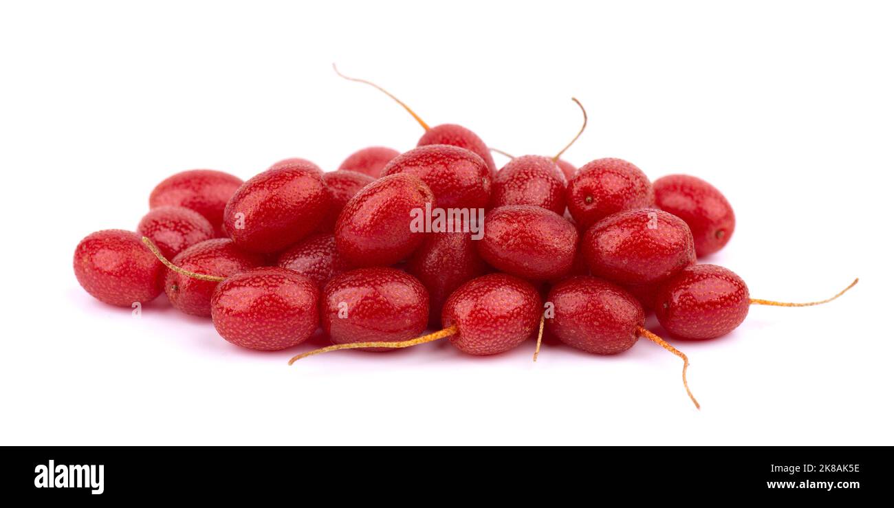 Elaeagnus multiflora isolated on white background. Cherry elaeagnus ...
