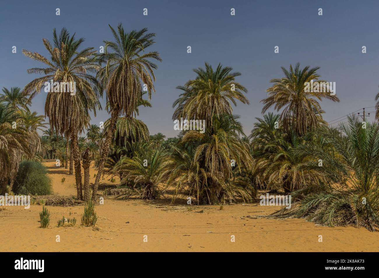 Sudan farm hi-res stock photography and images - Alamy