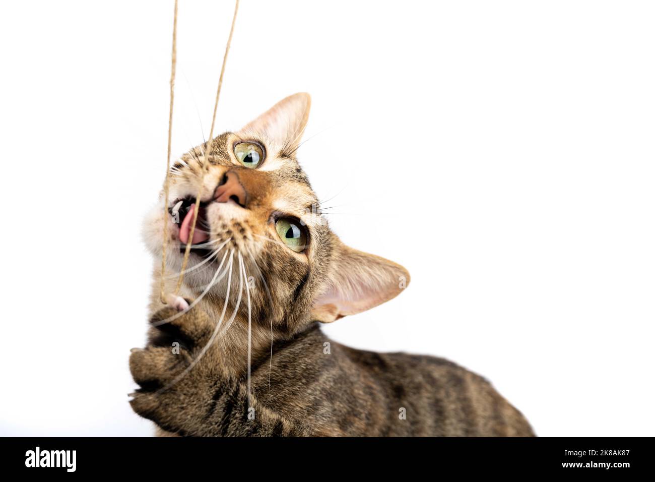 A funny looking domestic cat playing with a thread. Figure of a cat on ...