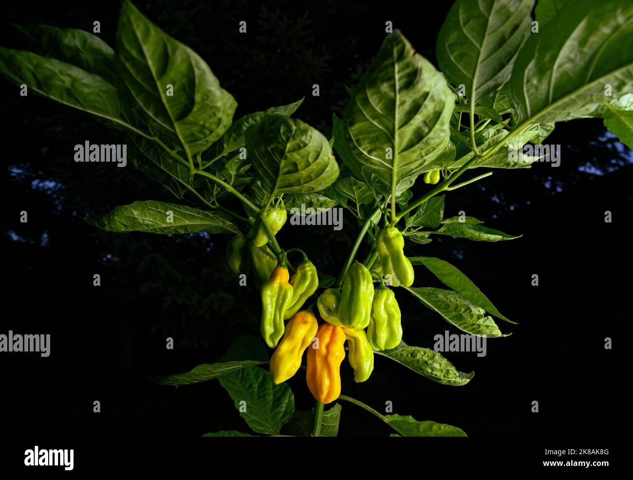 7 Pot Chaguanas Yellow hot chili pepper. Ripe orange and yellow peppers ...