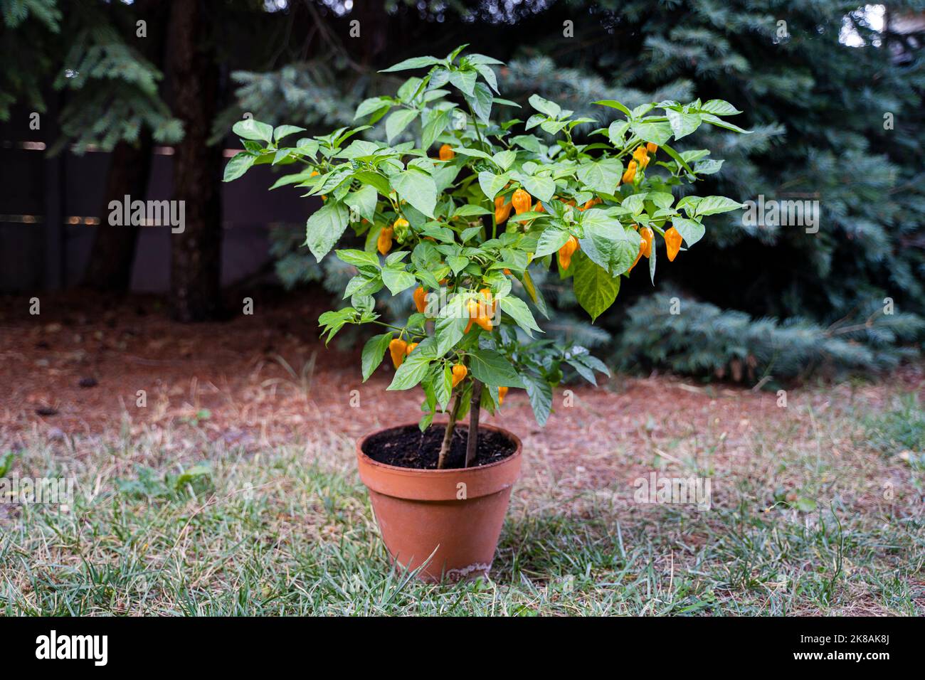 7 Pot Chaguanas Yellow hot chili pepper in a pot. Ripe orange and ...