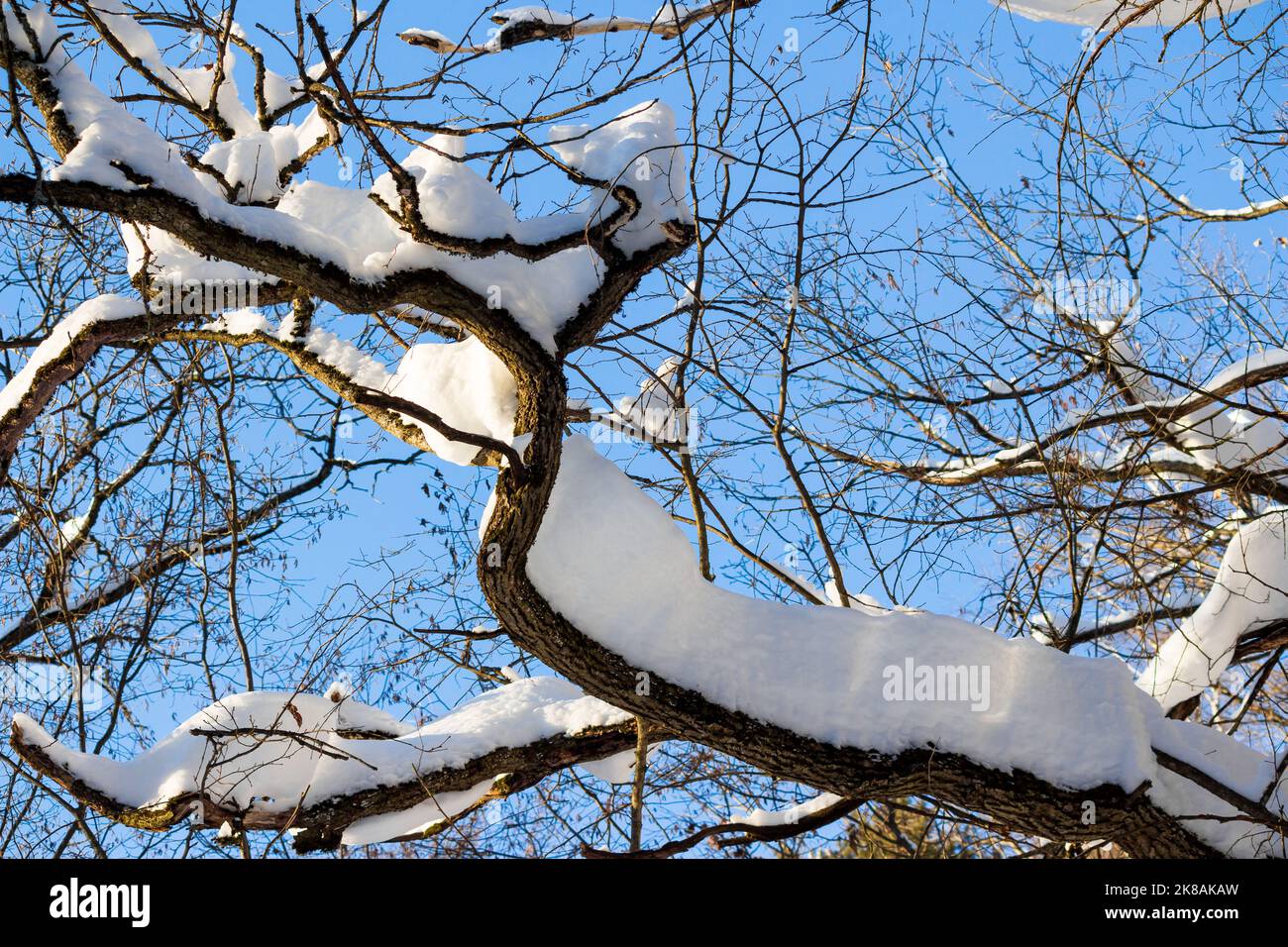 Large layer of snowfall on oak branches Stock Photo - Alamy