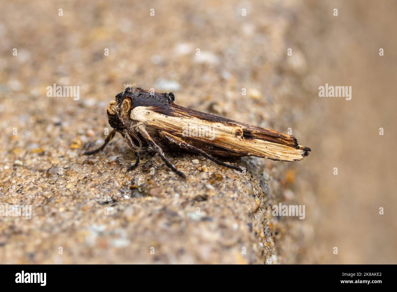 Red Sword-grass - Xylena vetusta (Hübner, [1813]) - adult moth at rest ...