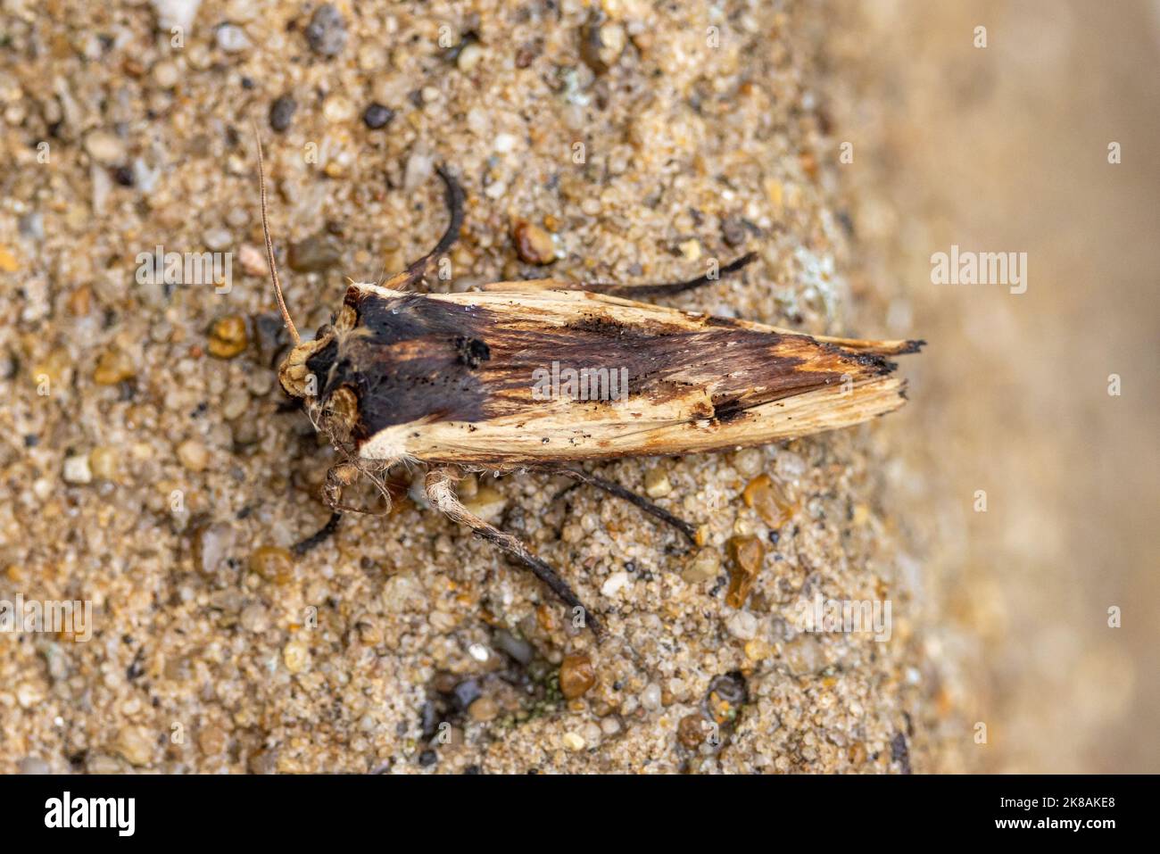Red Sword-grass - Xylena vetusta (Hübner, [1813]) - adult moth at rest ...