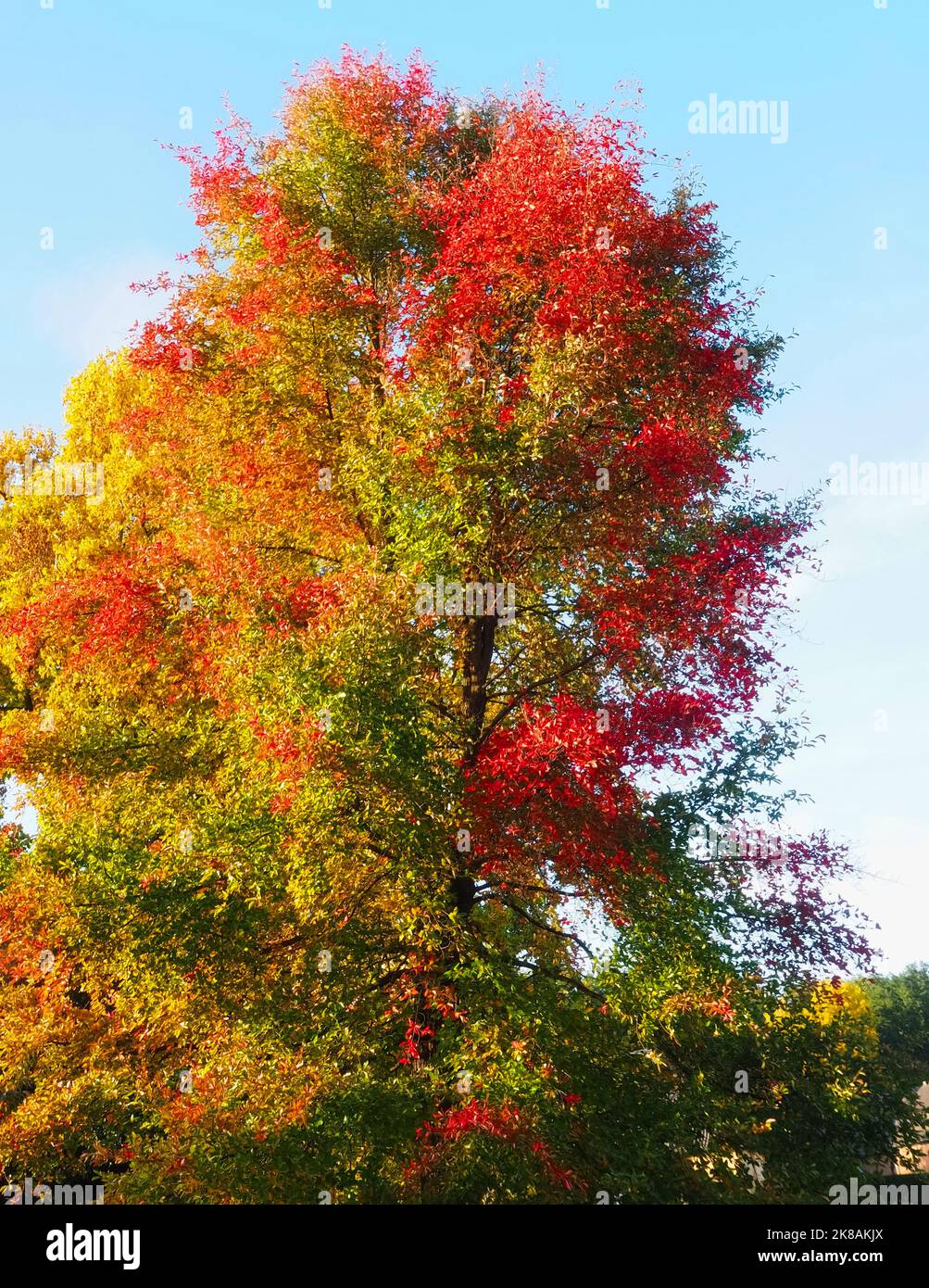 Colours of autumn fall - beautiful black Tupelo tree Stock Photo - Alamy