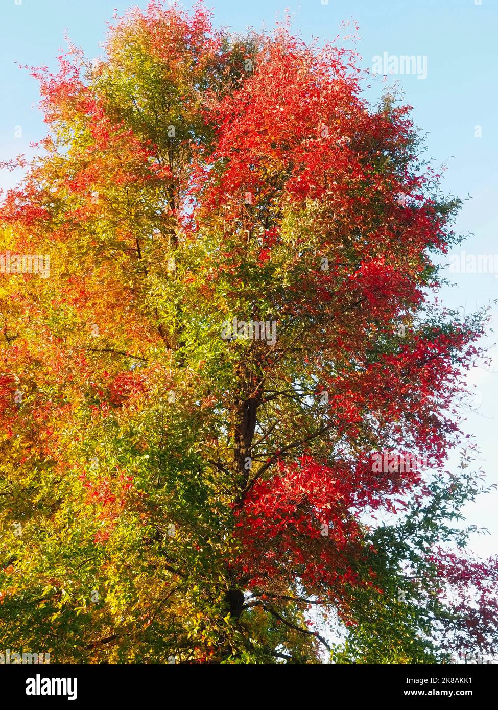 Colours of autumn fall - beautiful black Tupelo tree Stock Photo - Alamy
