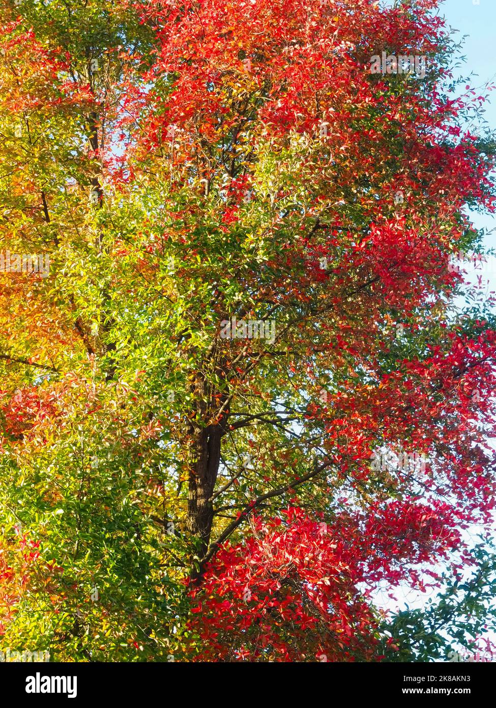Colours of autumn fall - beautiful black Tupelo tree Stock Photo - Alamy