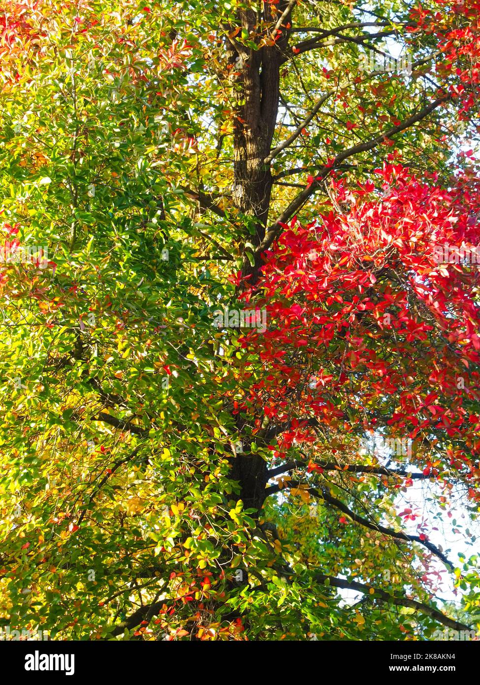 Colours of autumn fall - beautiful black Tupelo tree Stock Photo - Alamy