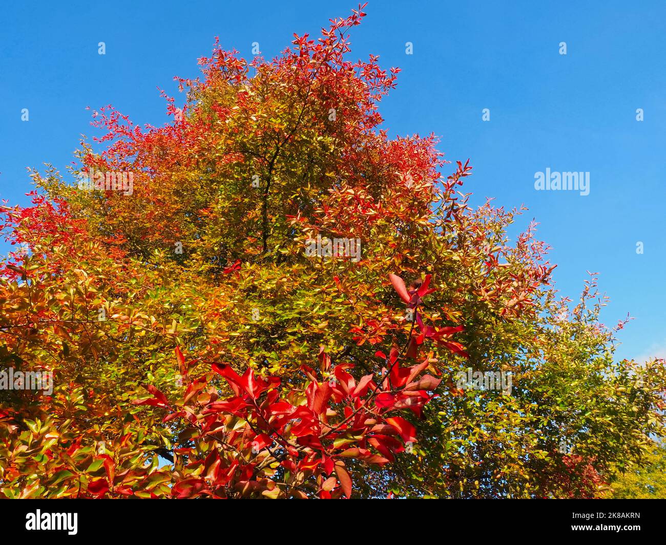 Colours of autumn fall - beautiful black Tupelo tree Stock Photo - Alamy