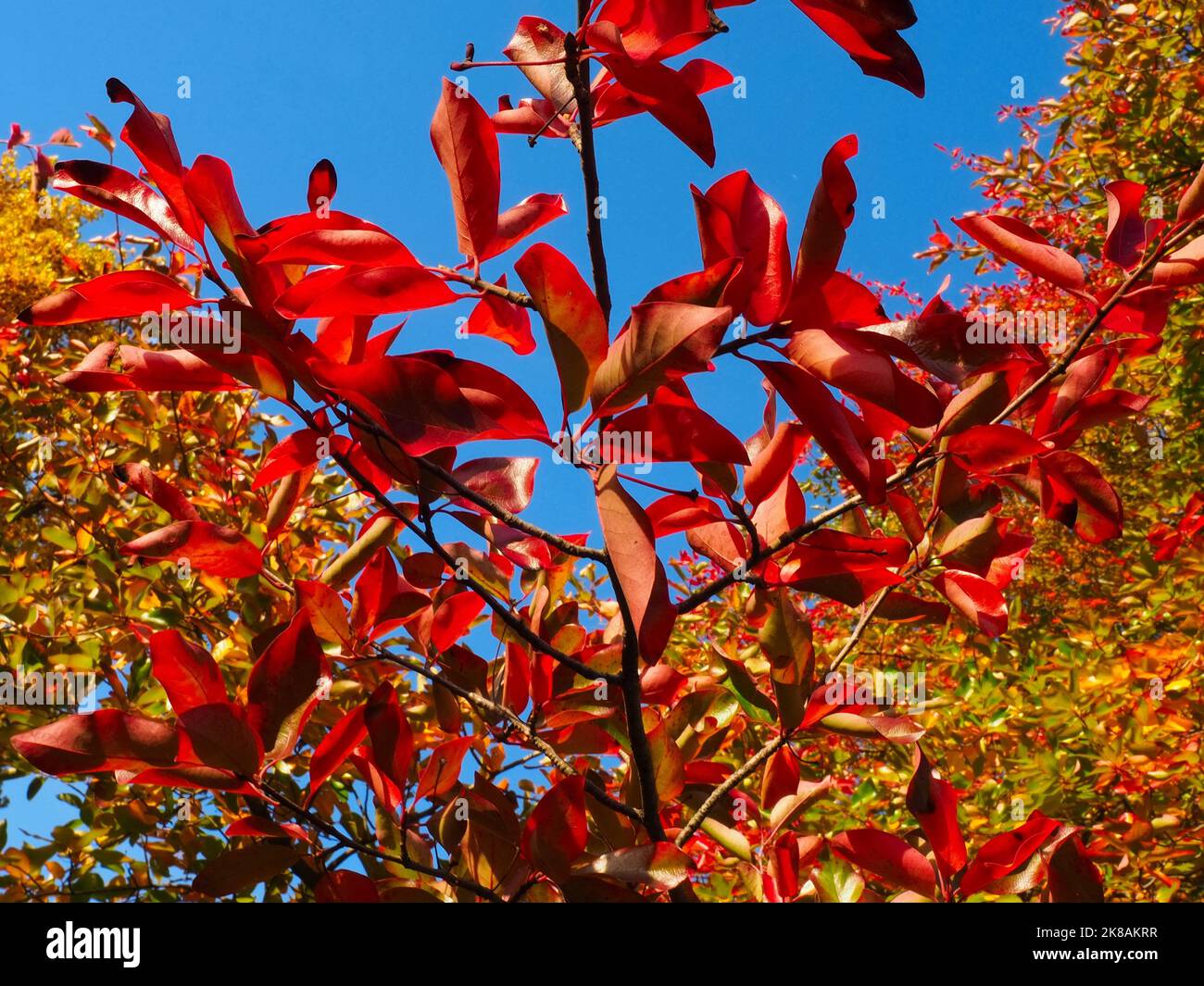 Colours of autumn fall - beautiful black Tupelo tree Stock Photo - Alamy