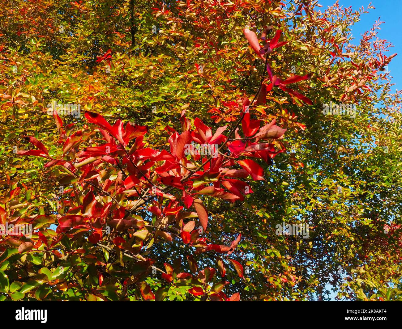 Colours of autumn fall - beautiful black Tupelo tree Stock Photo - Alamy