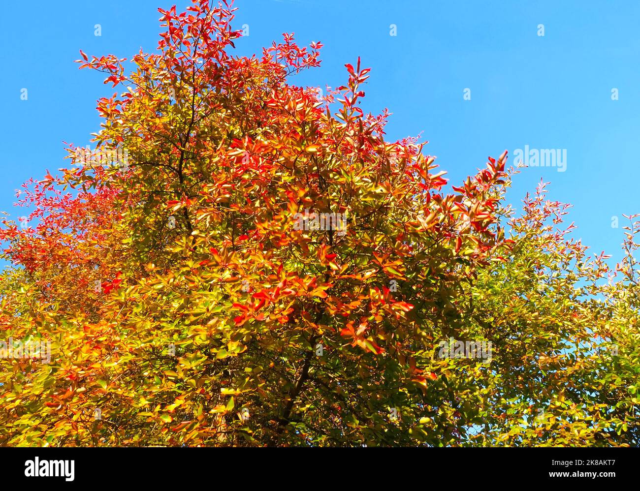 Tupelo tree hi-res stock photography and images - Alamy