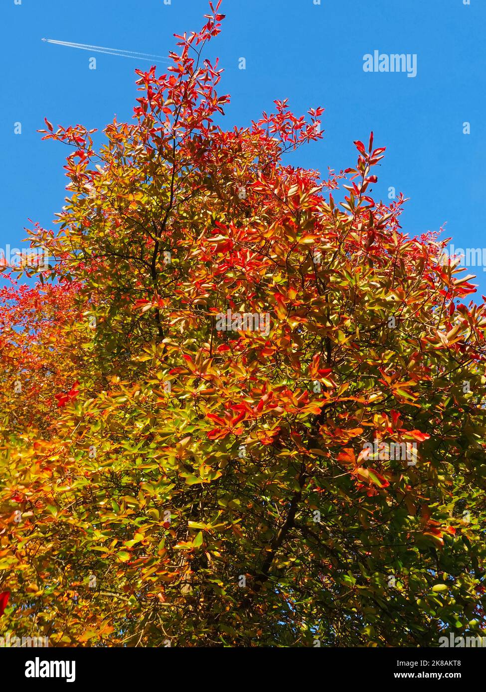 Colours of autumn fall - beautiful black Tupelo tree Stock Photo - Alamy