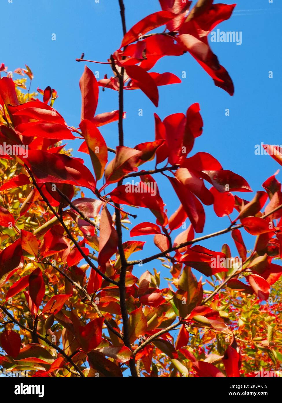 Colours of autumn fall - beautiful black Tupelo tree Stock Photo - Alamy