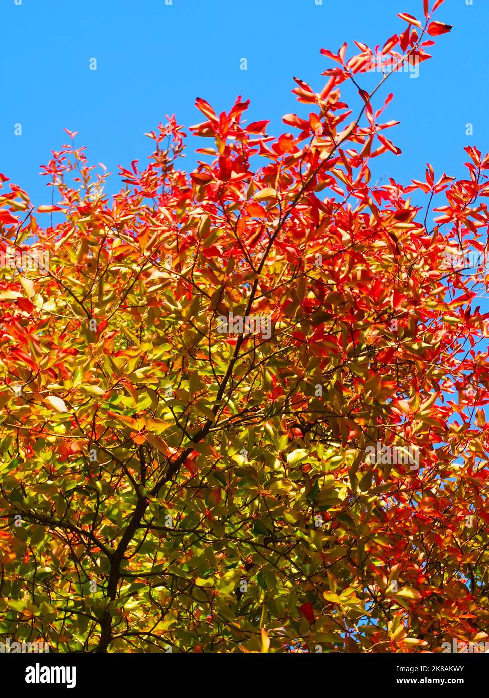 Tupelo tree hi-res stock photography and images - Alamy