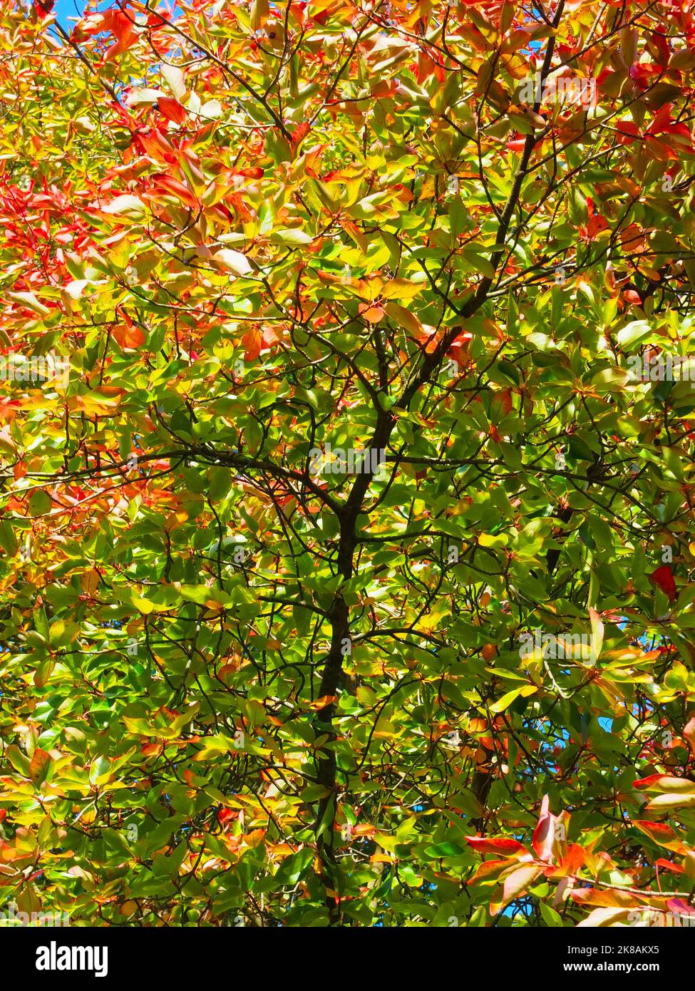 Colours of autumn fall - beautiful black Tupelo tree Stock Photo - Alamy