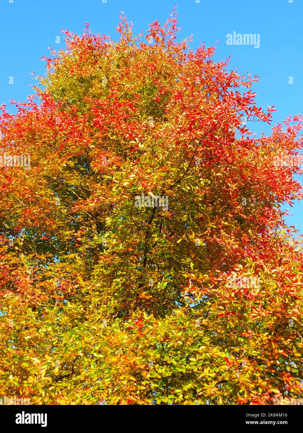 Colours of autumn fall - beautiful black Tupelo tree Stock Photo - Alamy