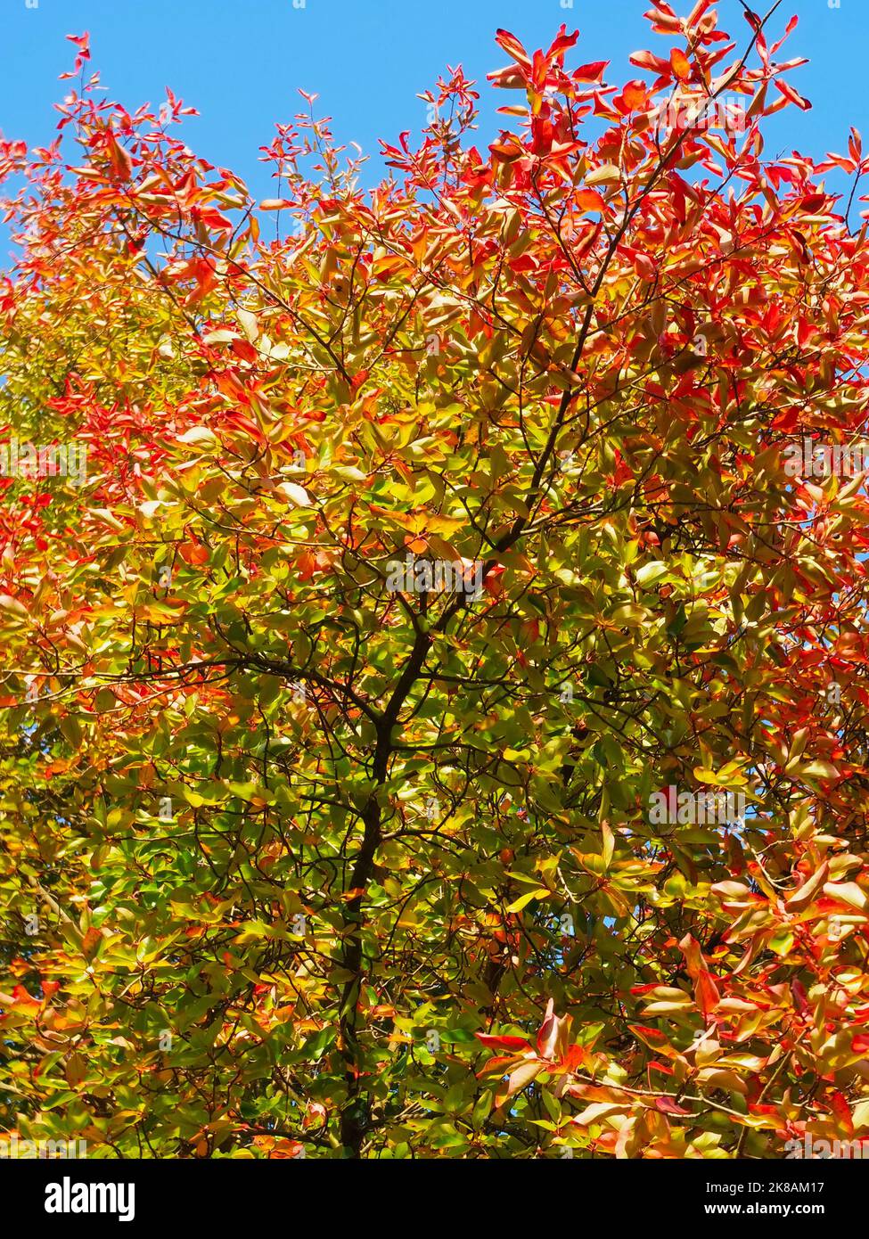 Colours of autumn fall - beautiful black Tupelo tree Stock Photo - Alamy