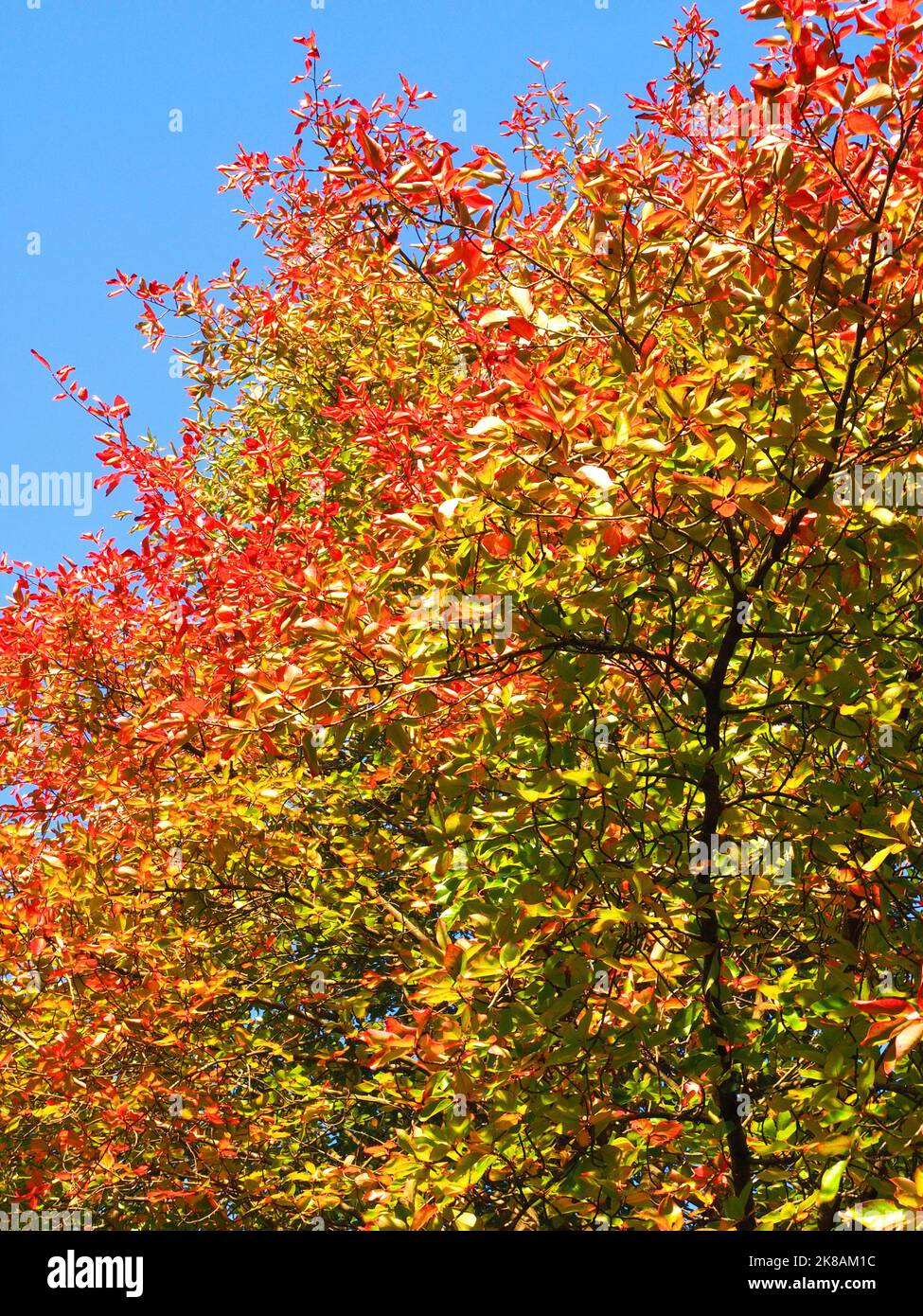 Colours of autumn fall - beautiful black Tupelo tree Stock Photo - Alamy