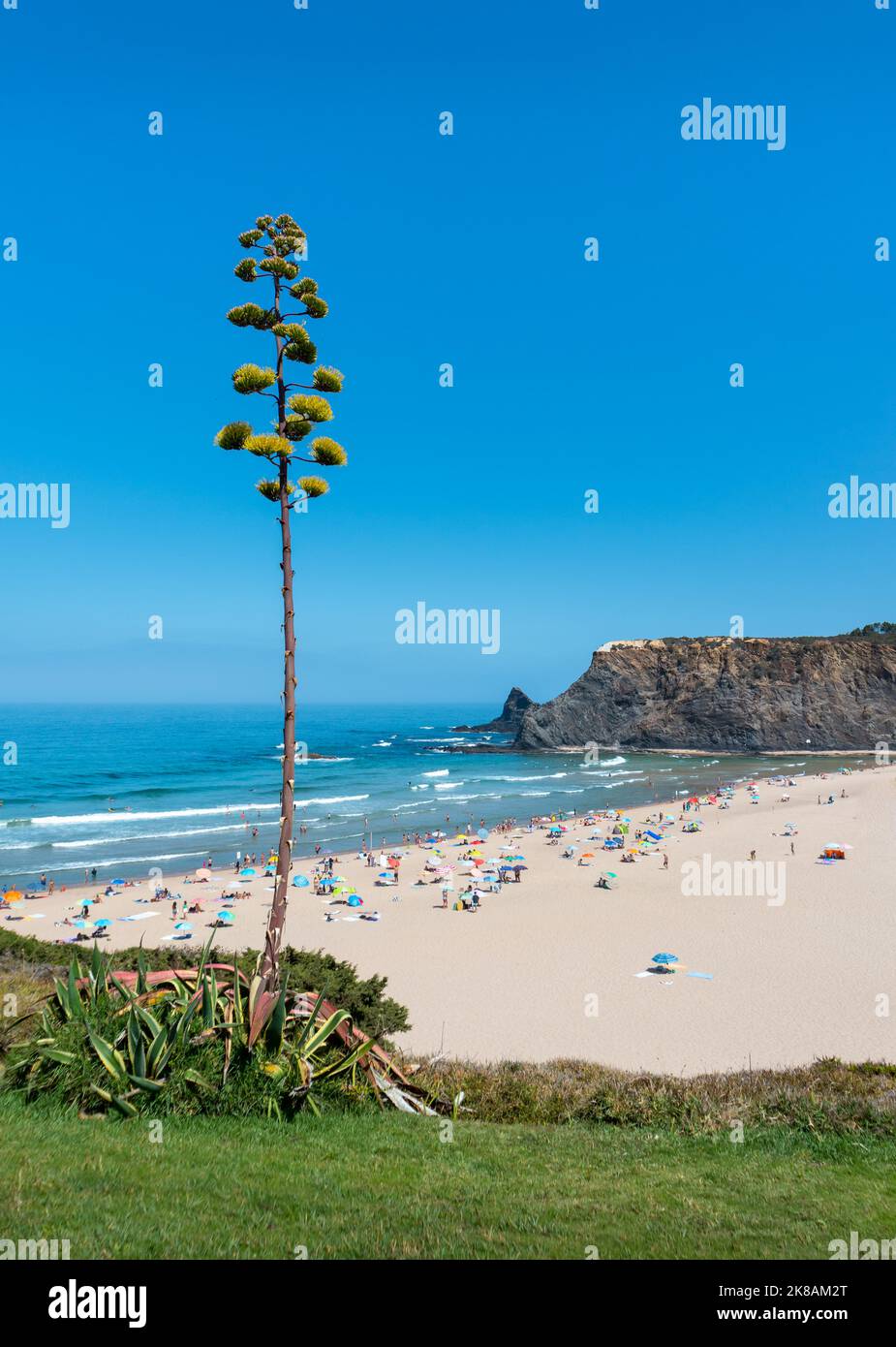 Vertical picture of the beach with agave flower at Odeceixe, Algarve ...