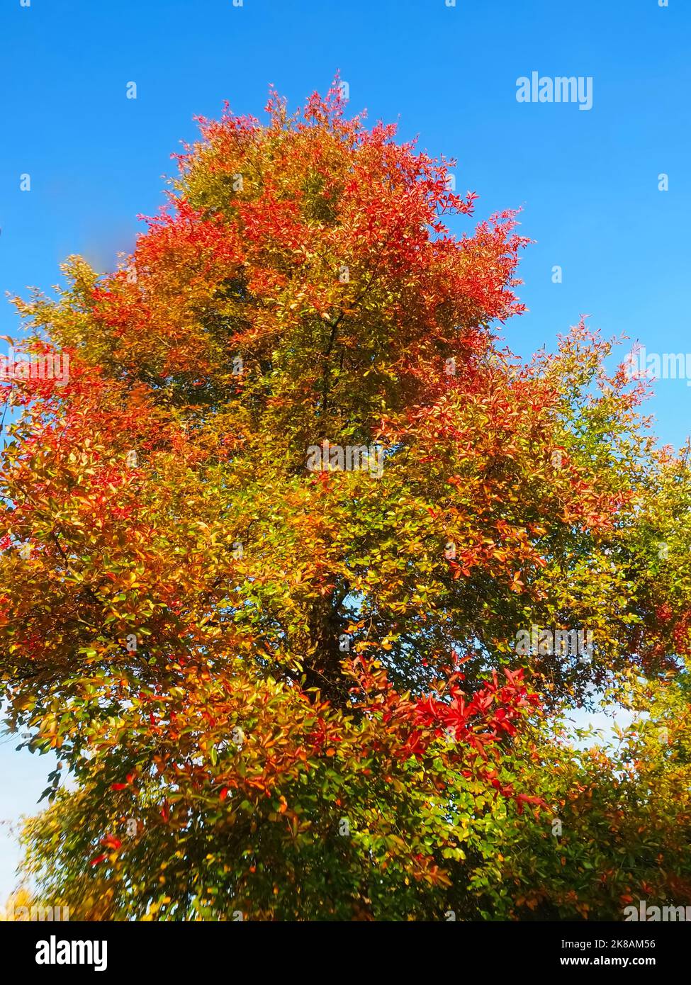 Colours of autumn fall - beautiful black Tupelo tree Stock Photo - Alamy
