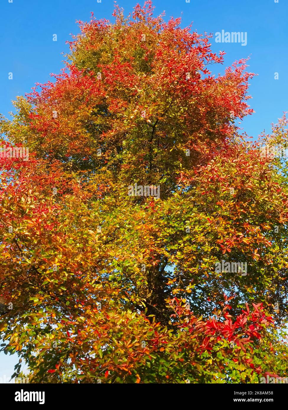 Colours of autumn fall - beautiful black Tupelo tree Stock Photo - Alamy