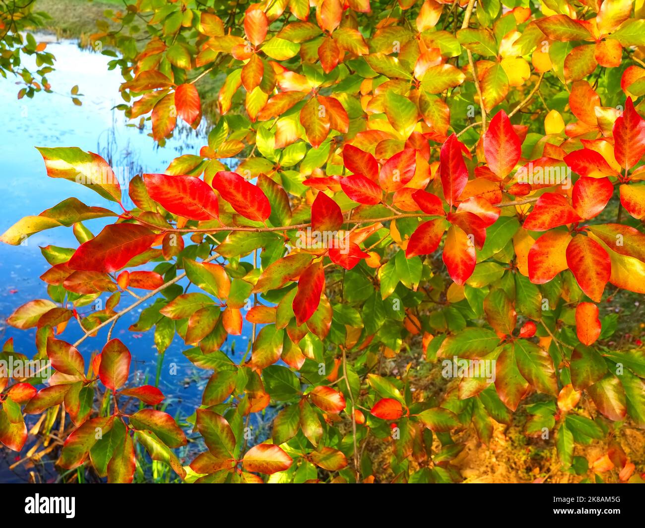 Colours of autumn fall - beautiful black Tupelo tree Stock Photo - Alamy