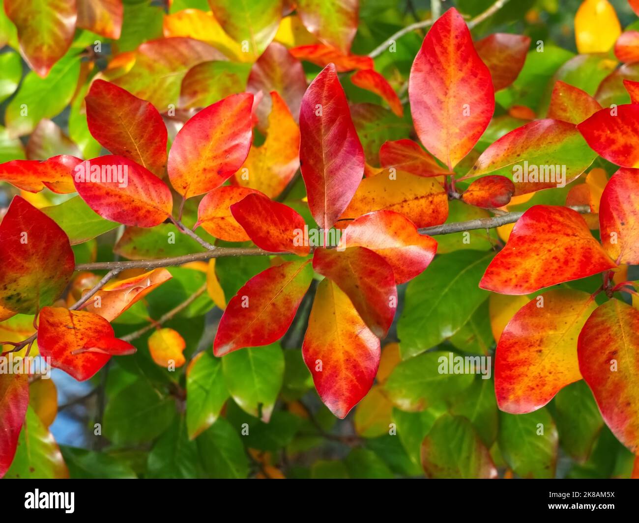 Colours of autumn fall - beautiful black Tupelo tree Stock Photo - Alamy