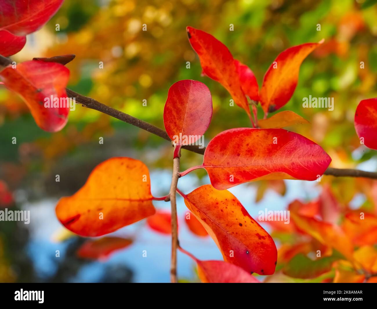 Colours of autumn fall - beautiful black Tupelo tree Stock Photo - Alamy