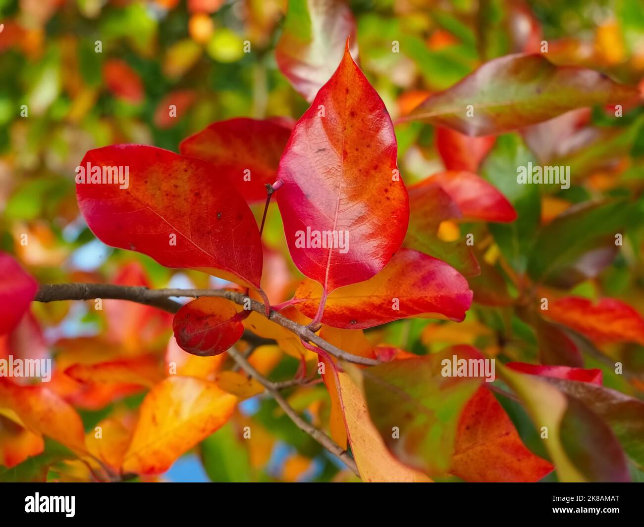 Colours of autumn fall - beautiful black Tupelo tree Stock Photo - Alamy