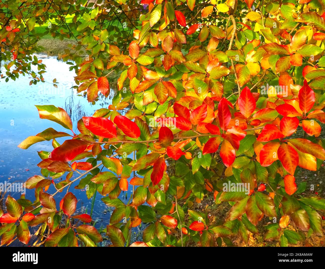 Colours of autumn fall - beautiful black Tupelo tree Stock Photo - Alamy