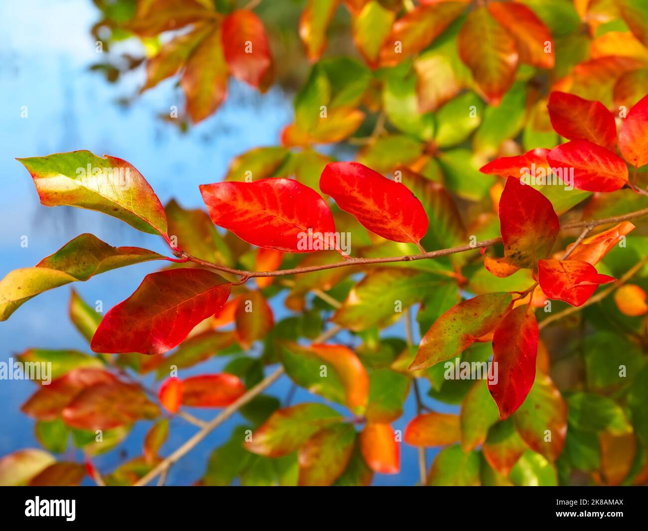 Colours of autumn fall - beautiful black Tupelo tree Stock Photo - Alamy