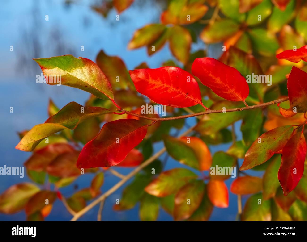 Colours of autumn fall - beautiful black Tupelo tree Stock Photo - Alamy