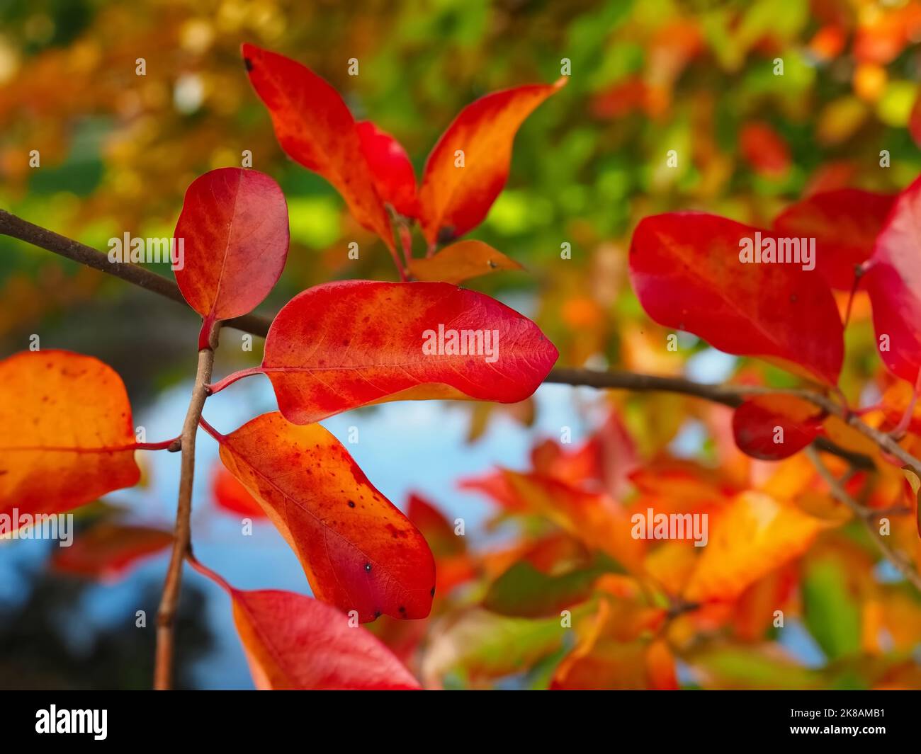 Colours of autumn fall - beautiful black Tupelo tree Stock Photo - Alamy
