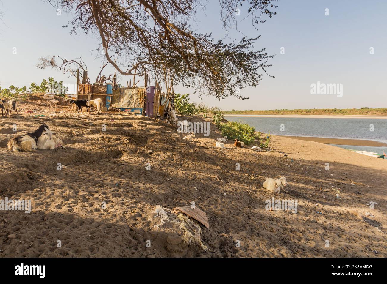 Herd of goats at Tuti island in Khartoum, capital of Sudan Stock Photo ...